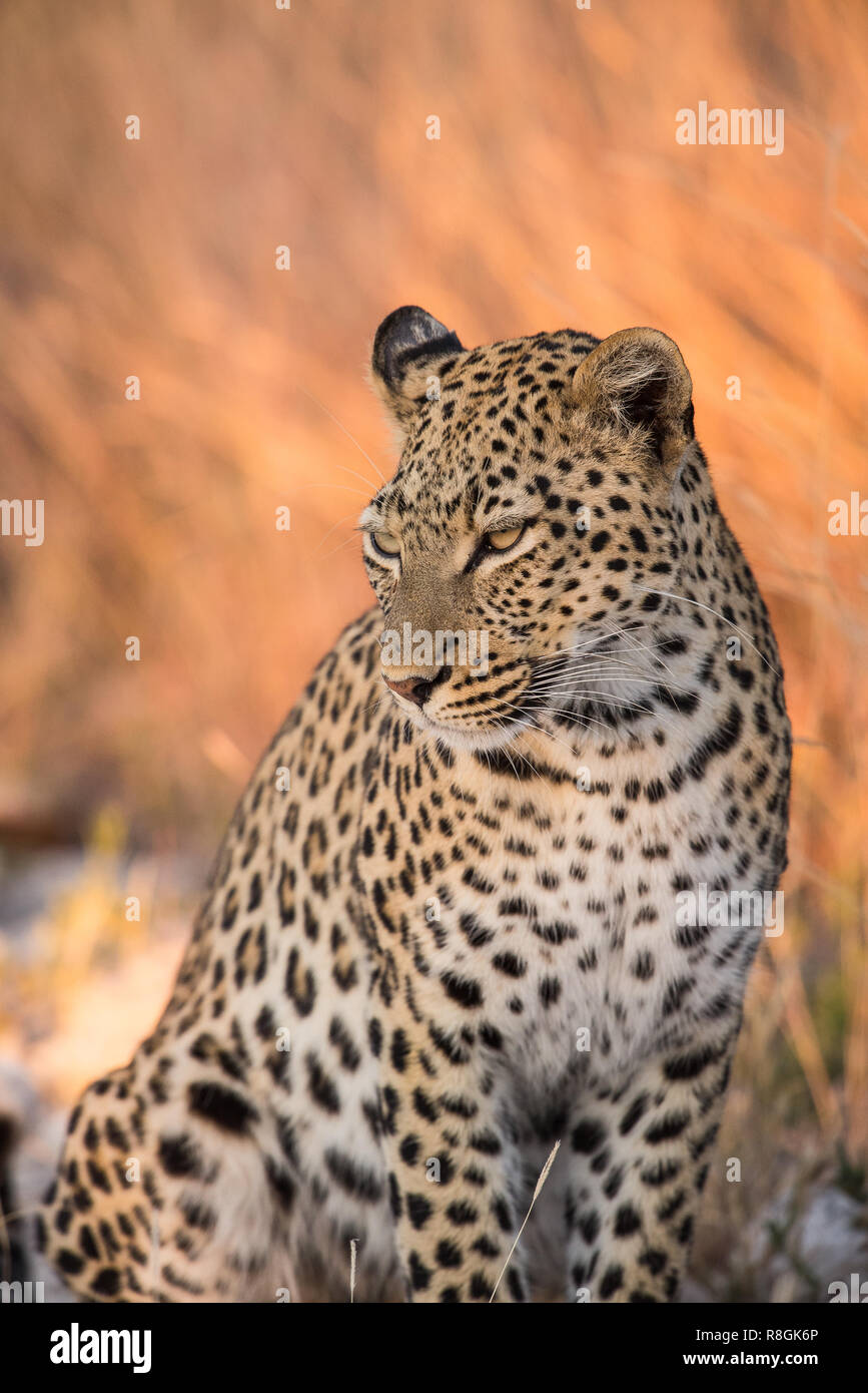 Male leopard early in the morning Stock Photo - Alamy