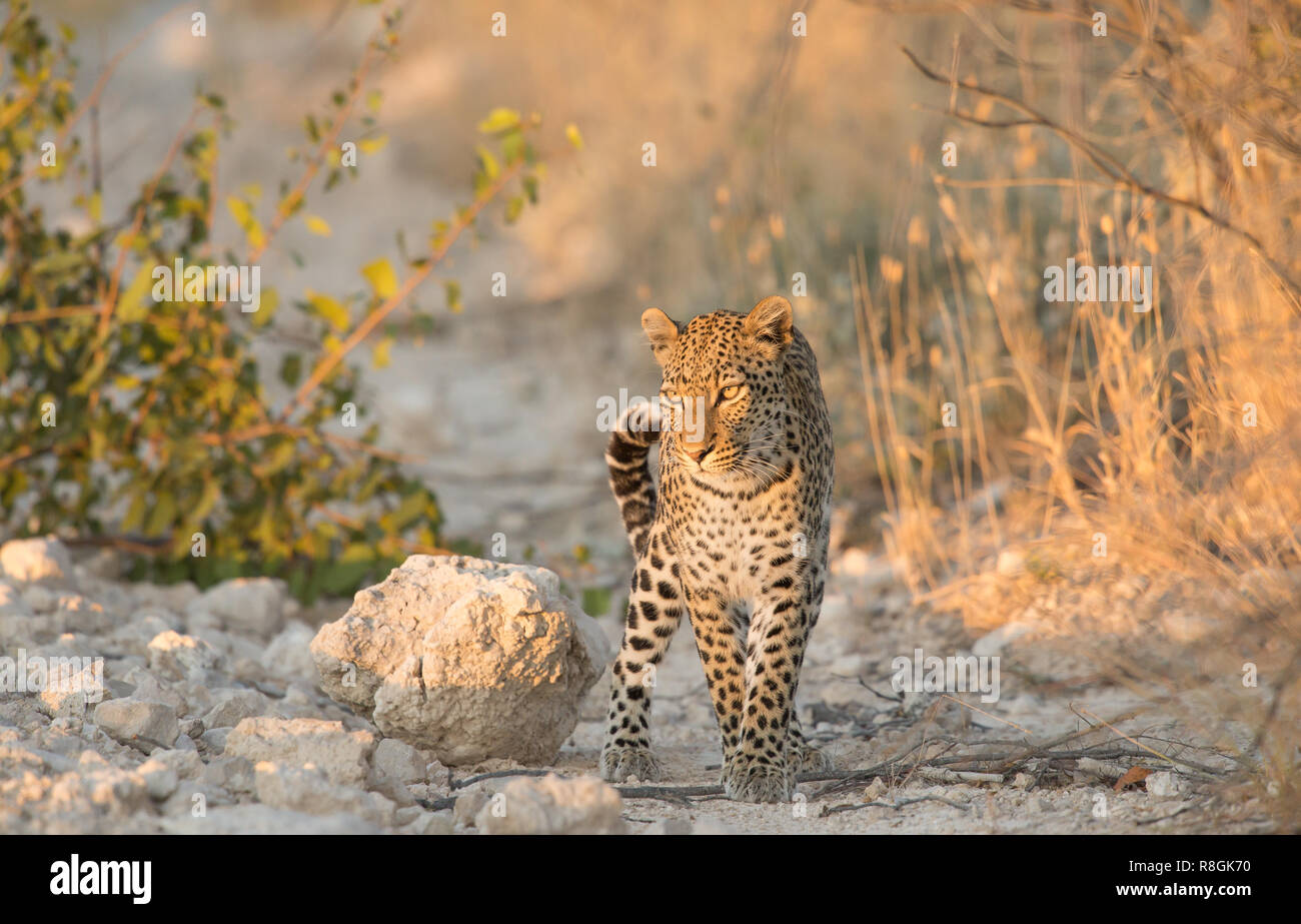 Male leopard early in the morning Stock Photo - Alamy