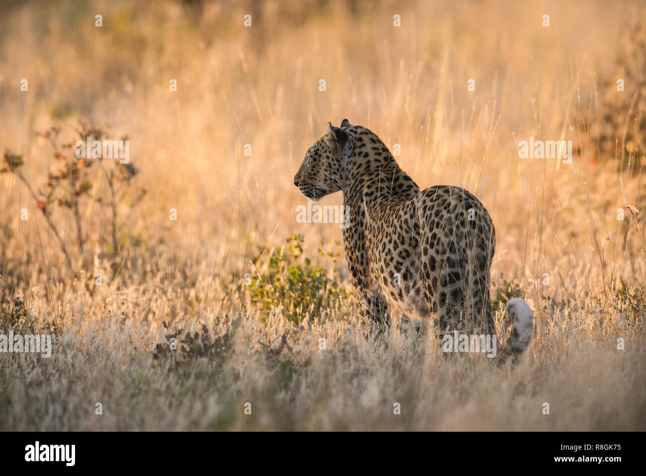 Leopard texture hi-res stock photography and images - Alamy
