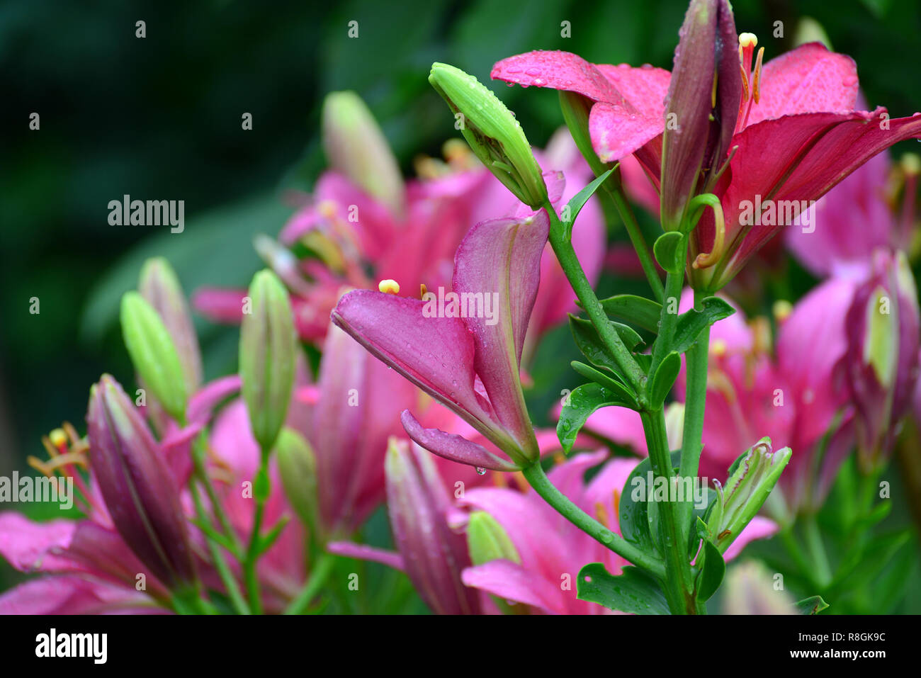 Lilies in drops of water after rain Stock Photo - Alamy