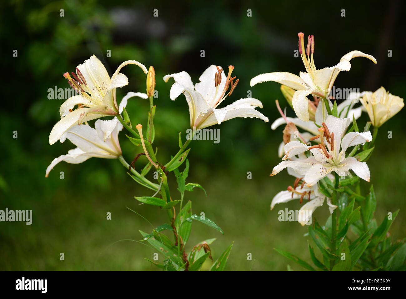Lilies in drops of water after rain Stock Photo - Alamy