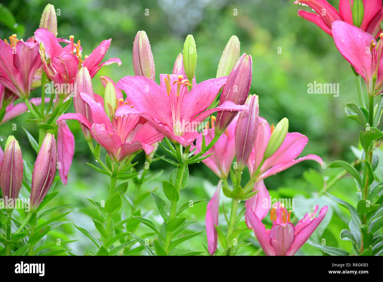 Lilies in drops of water after rain Stock Photo - Alamy
