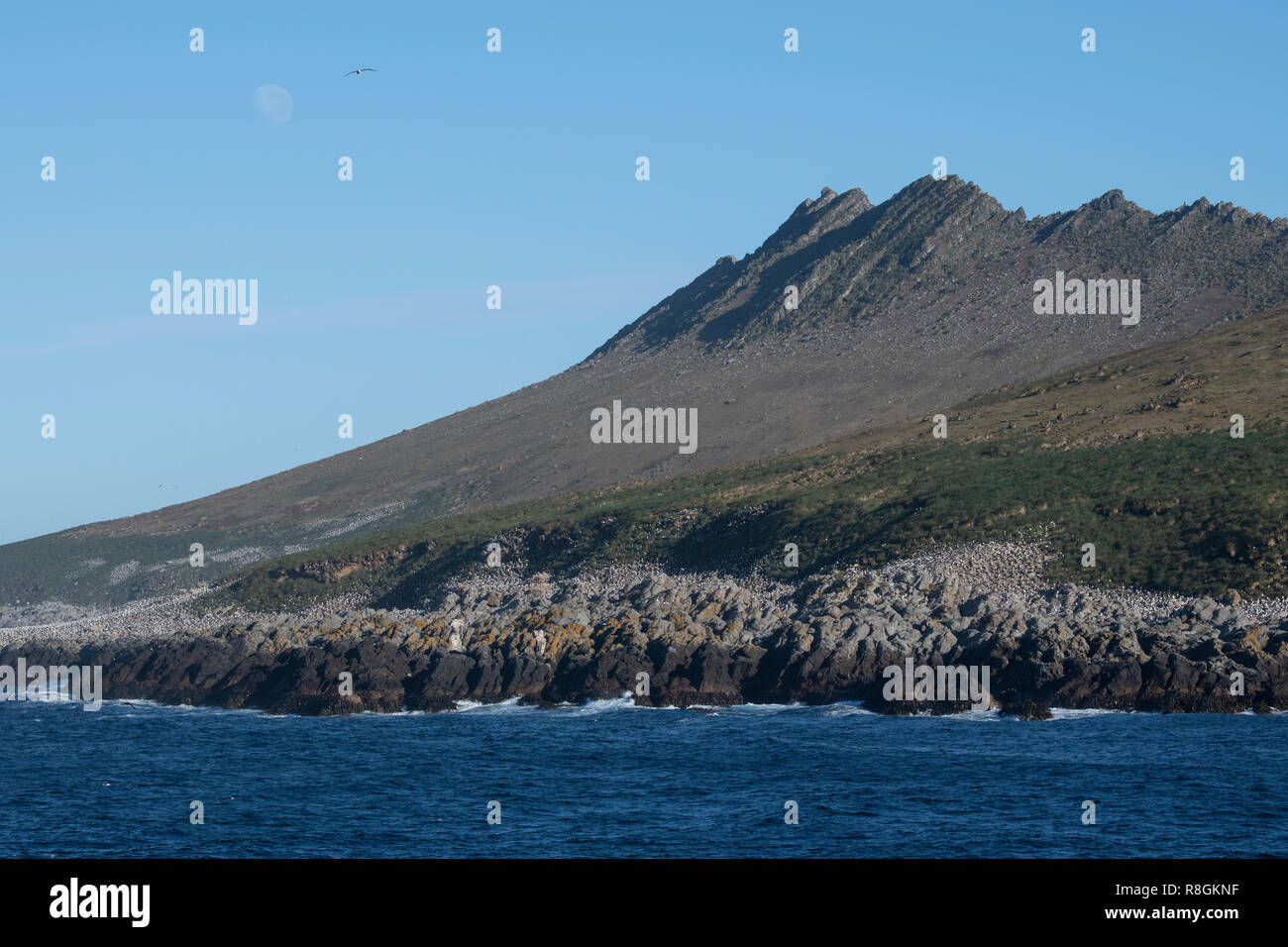 United Kingdom, Falkland Islands, West Falklands, Jason Islands ...