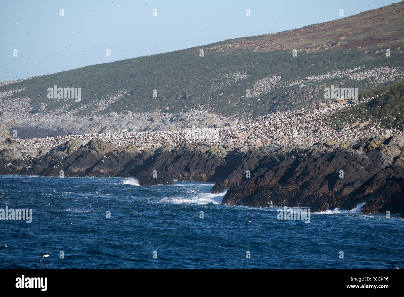 United Kingdom, Falkland Islands, West Falklands, Jason Islands ...