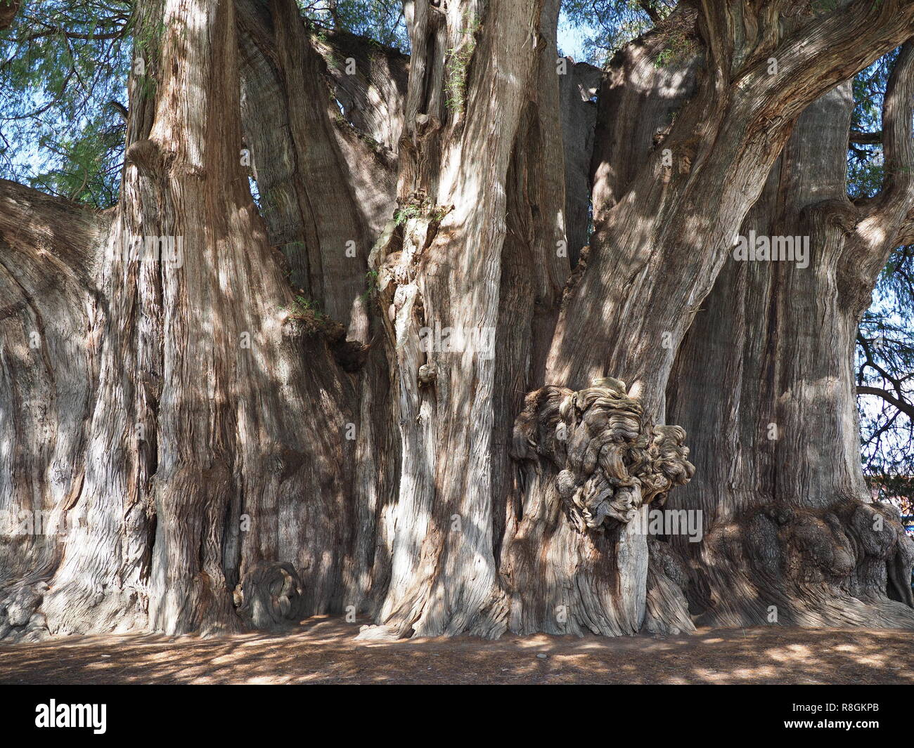 Stoutest trunk of the world of enormous Montezuma cypress tree at Santa ...