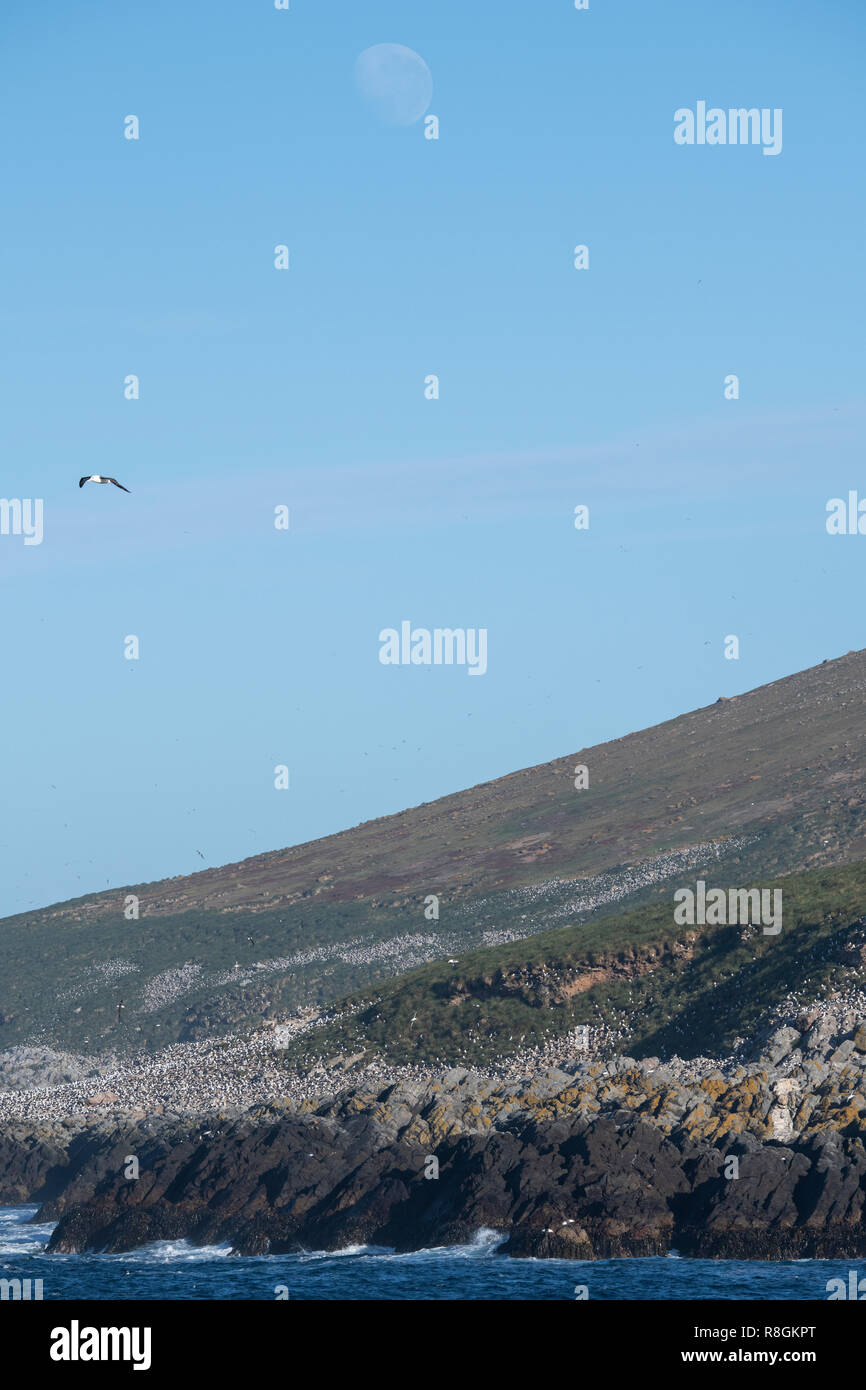 United Kingdom, Falkland Islands, West Falklands, Jason Islands ...