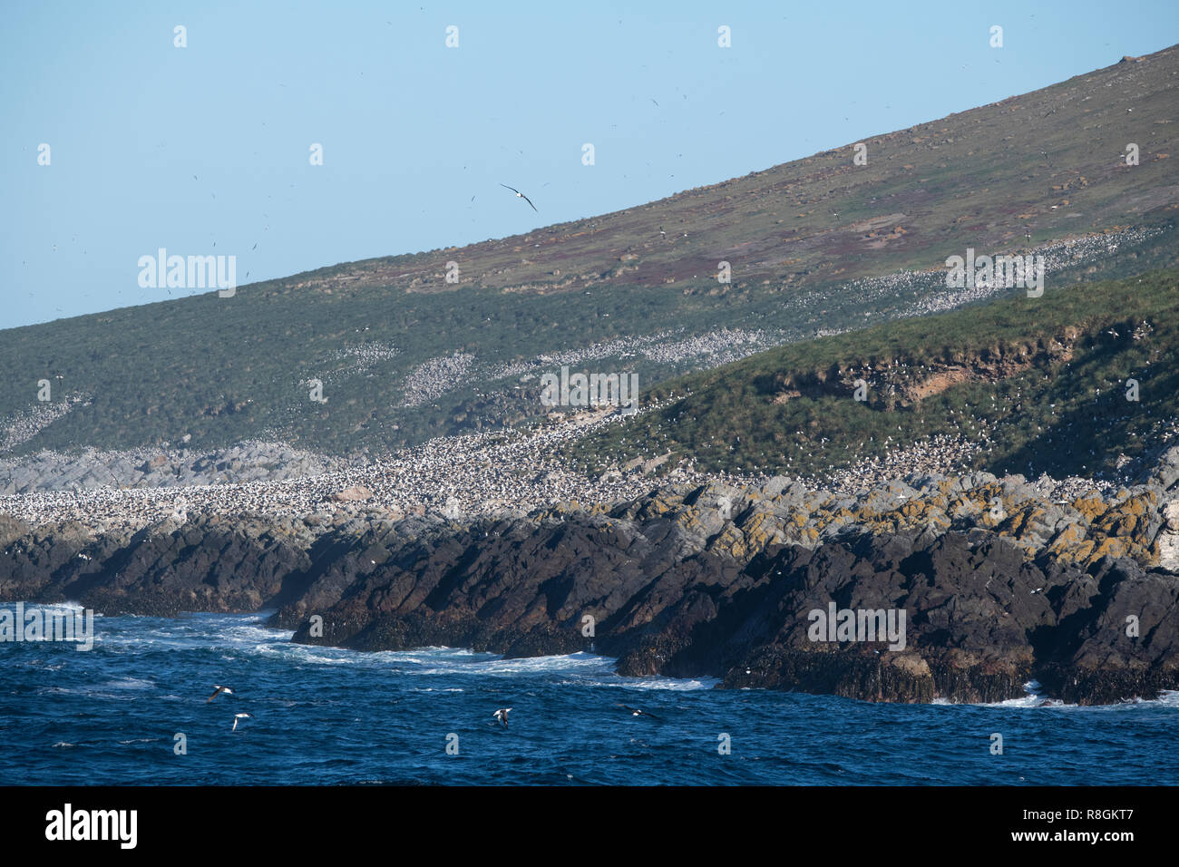 United Kingdom, Falkland Islands, West Falklands, Jason Islands ...