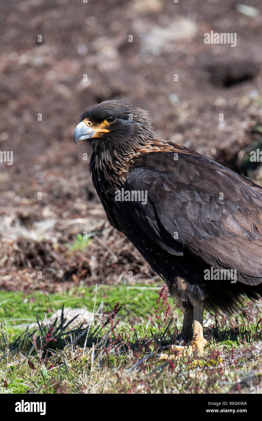 United Kingdom, Falkland Islands, West Falklands, Jason Islands ...