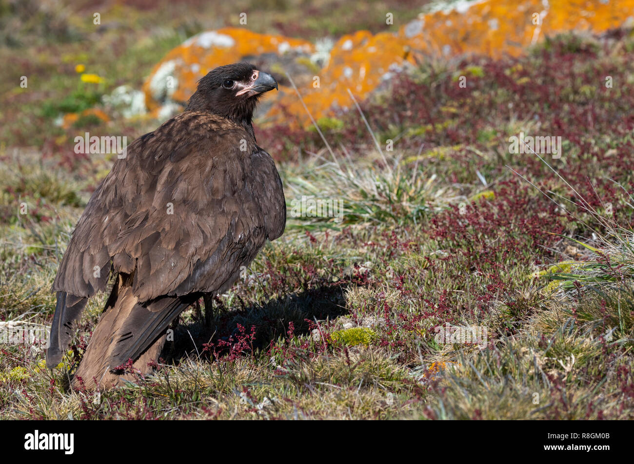 United Kingdom, Falkland Islands, West Falklands, Jason Islands ...