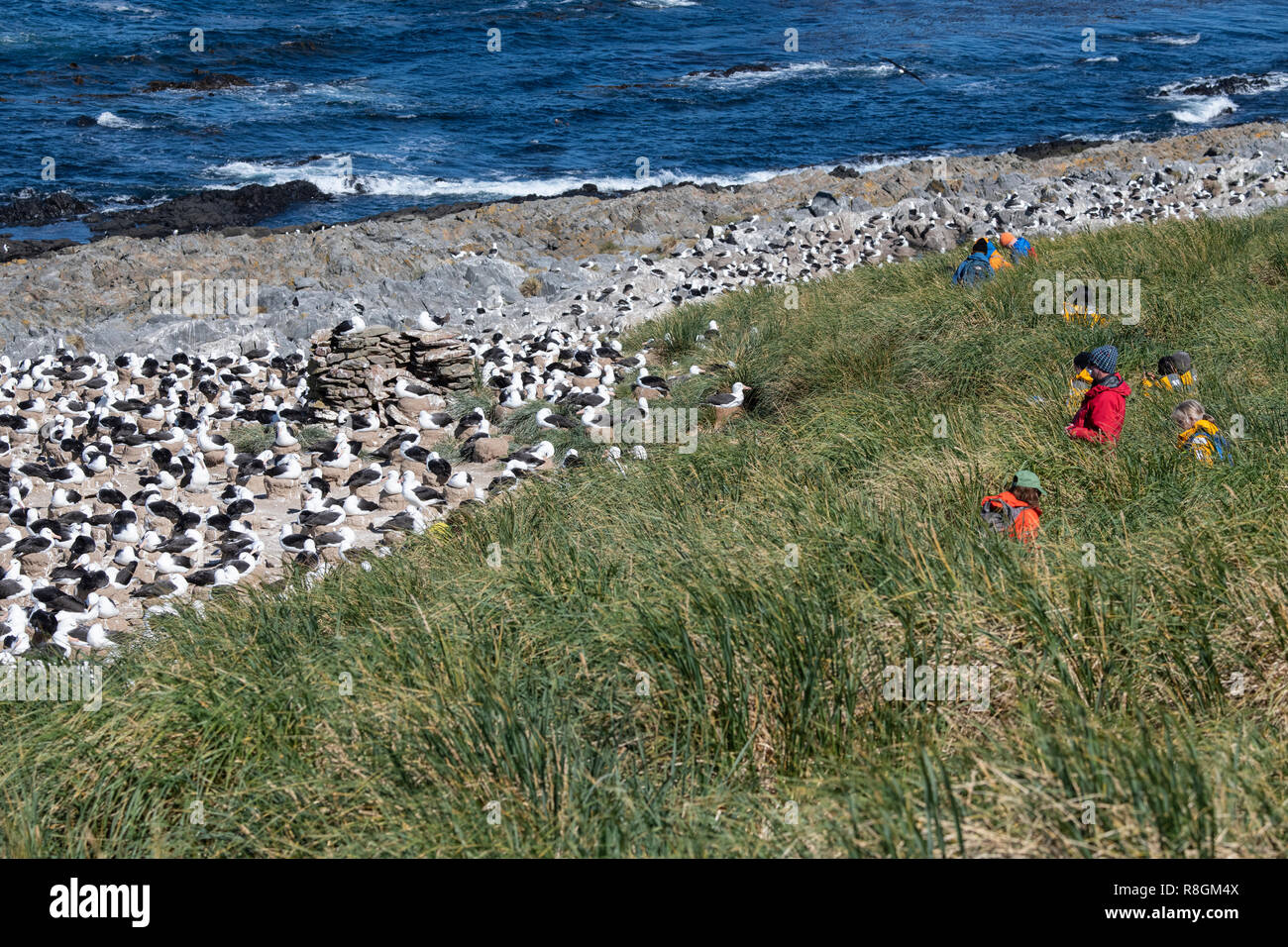 United Kingdom, Falkland Islands, West Falklands, Jason Islands ...
