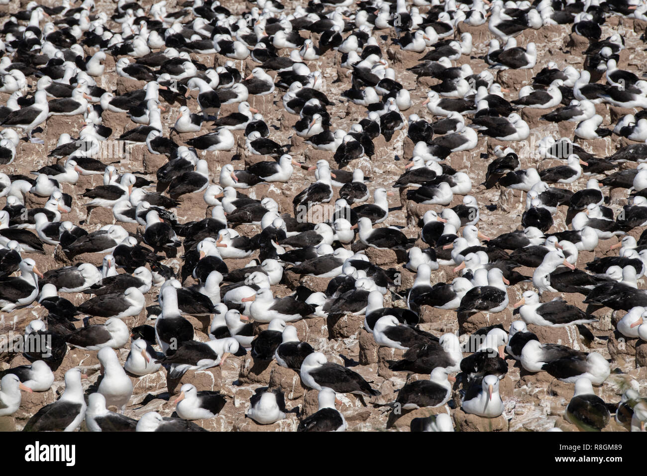 United Kingdom, Falkland Islands, West Falklands, Jason Islands ...