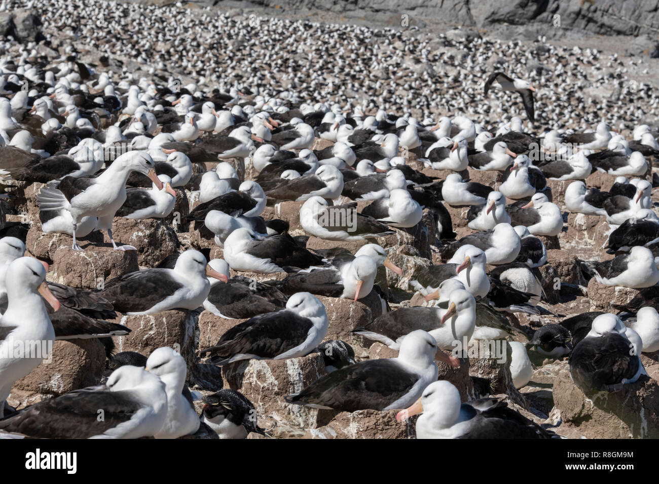 United Kingdom, Falkland Islands, West Falklands, Jason Islands ...