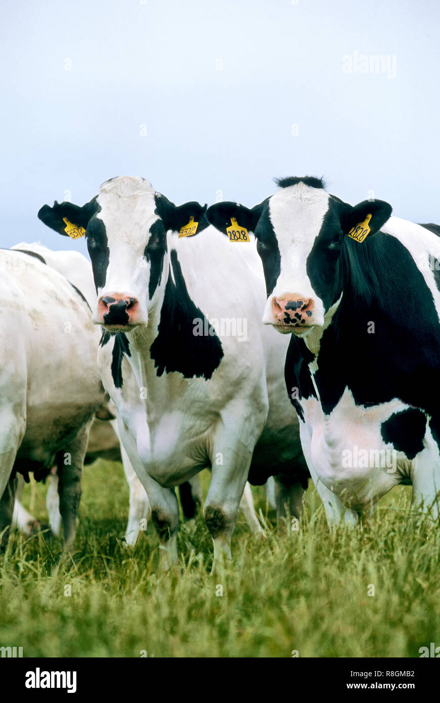 Holstein cows hi-res stock photography and images - Alamy