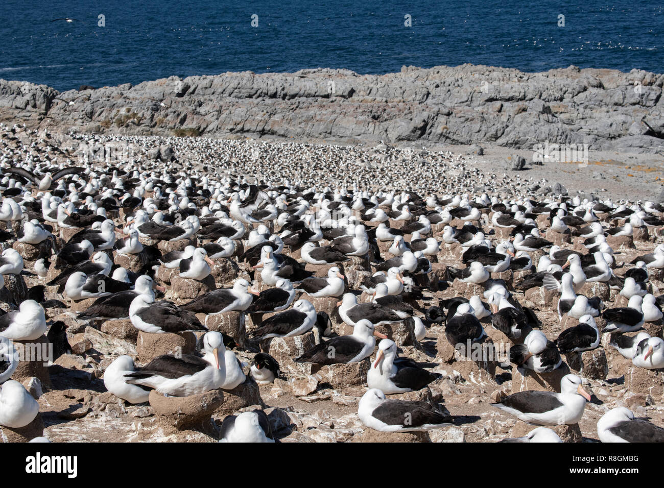 United Kingdom, Falkland Islands, West Falklands, Jason Islands ...