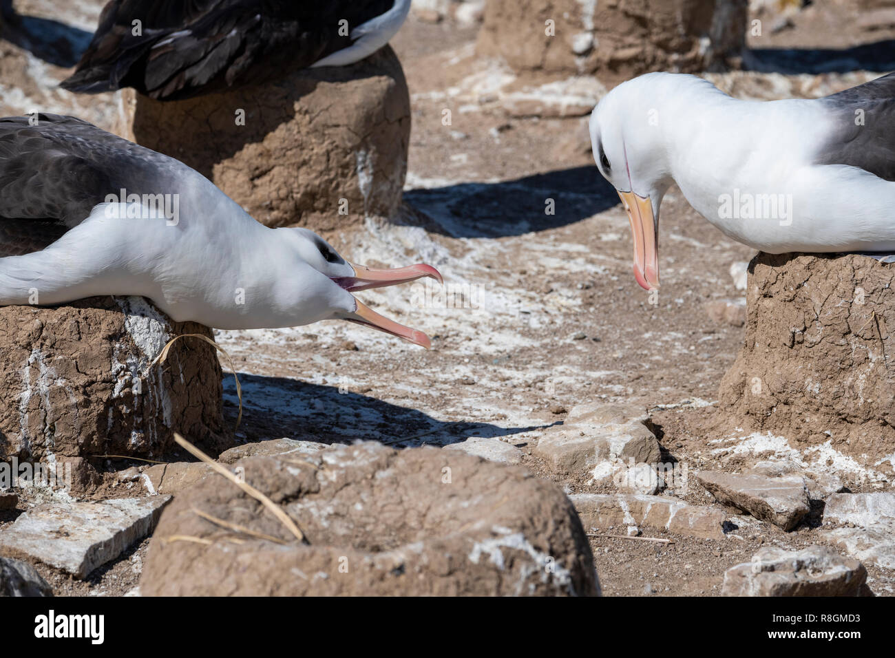 United Kingdom, Falkland Islands, West Falklands, Jason Islands ...