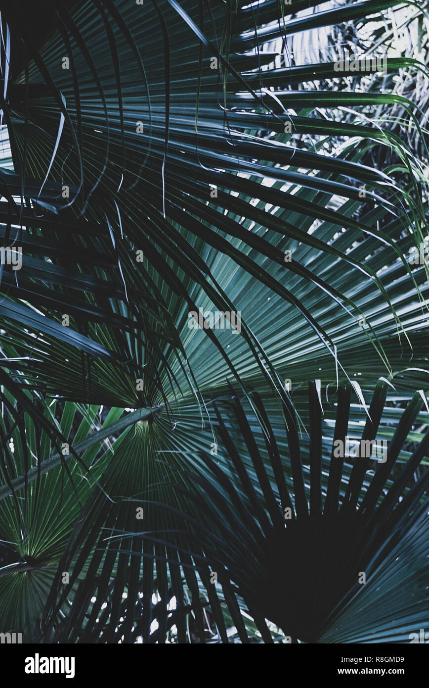 Foliage of Calm Green Palm Leaves Stock Photo - Alamy