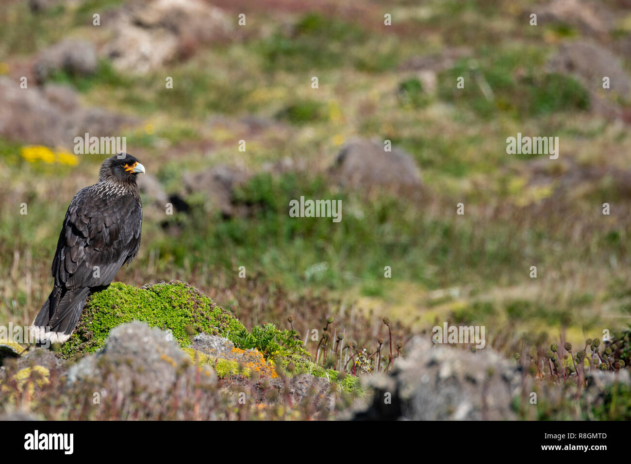 United Kingdom, Falkland Islands, West Falklands, Jason Islands ...