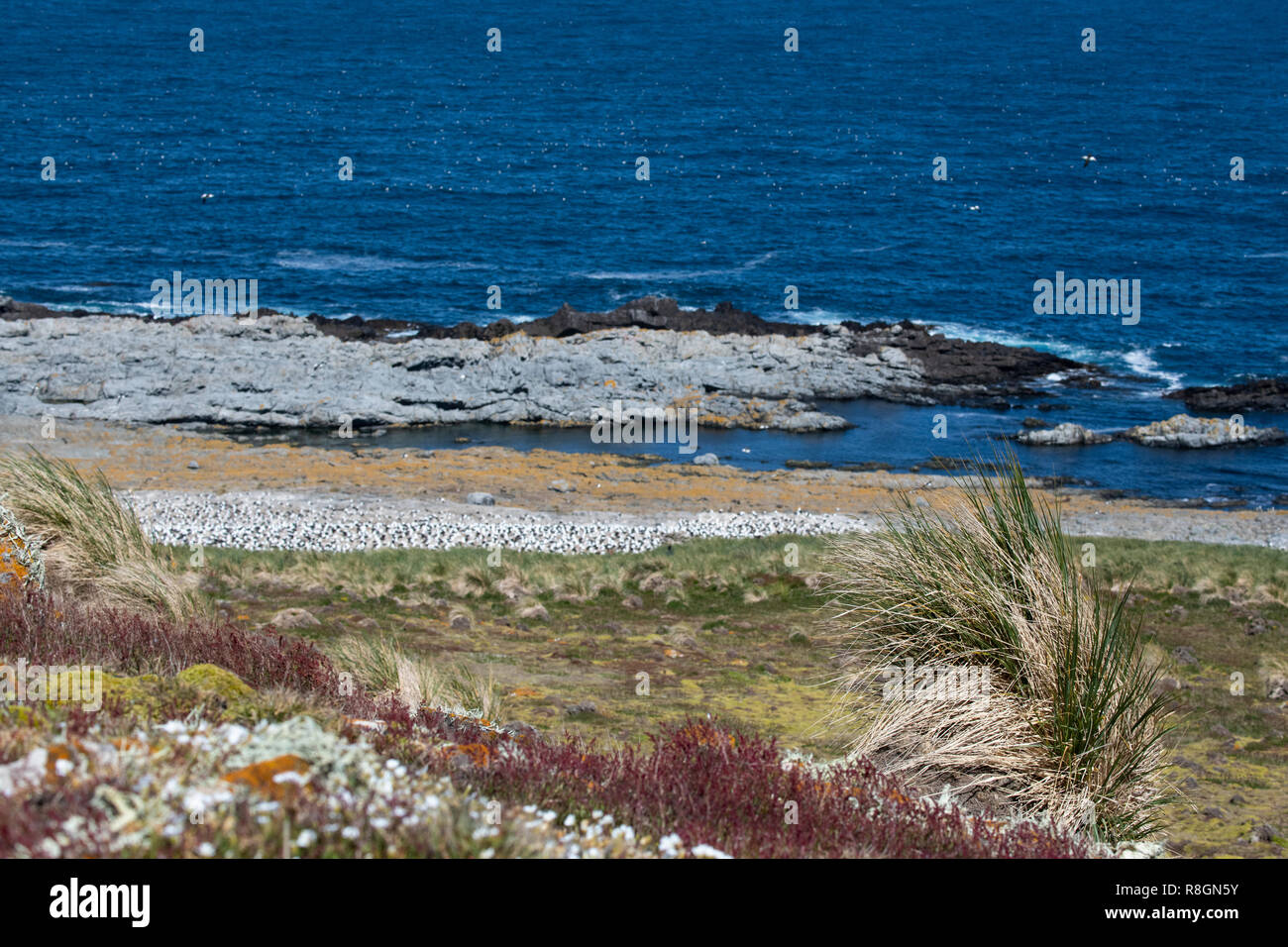 United Kingdom, Falkland Islands, West Falklands, Jason Islands ...