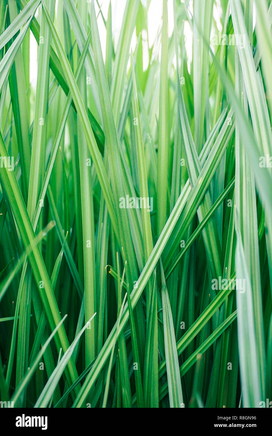Greeny grass hi-res stock photography and images - Alamy