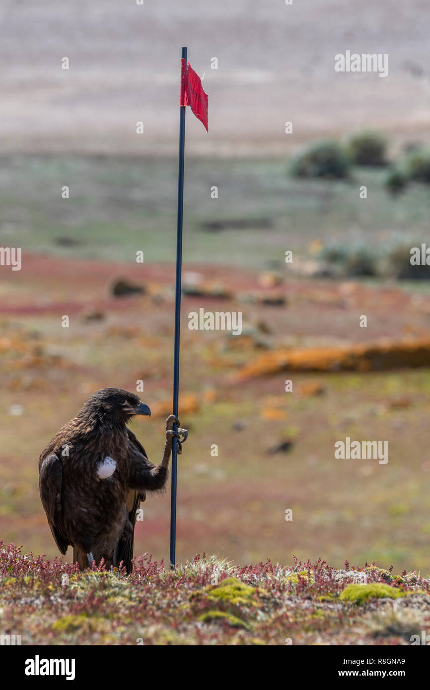 United Kingdom, Falkland Islands, West Falklands, Jason Islands ...