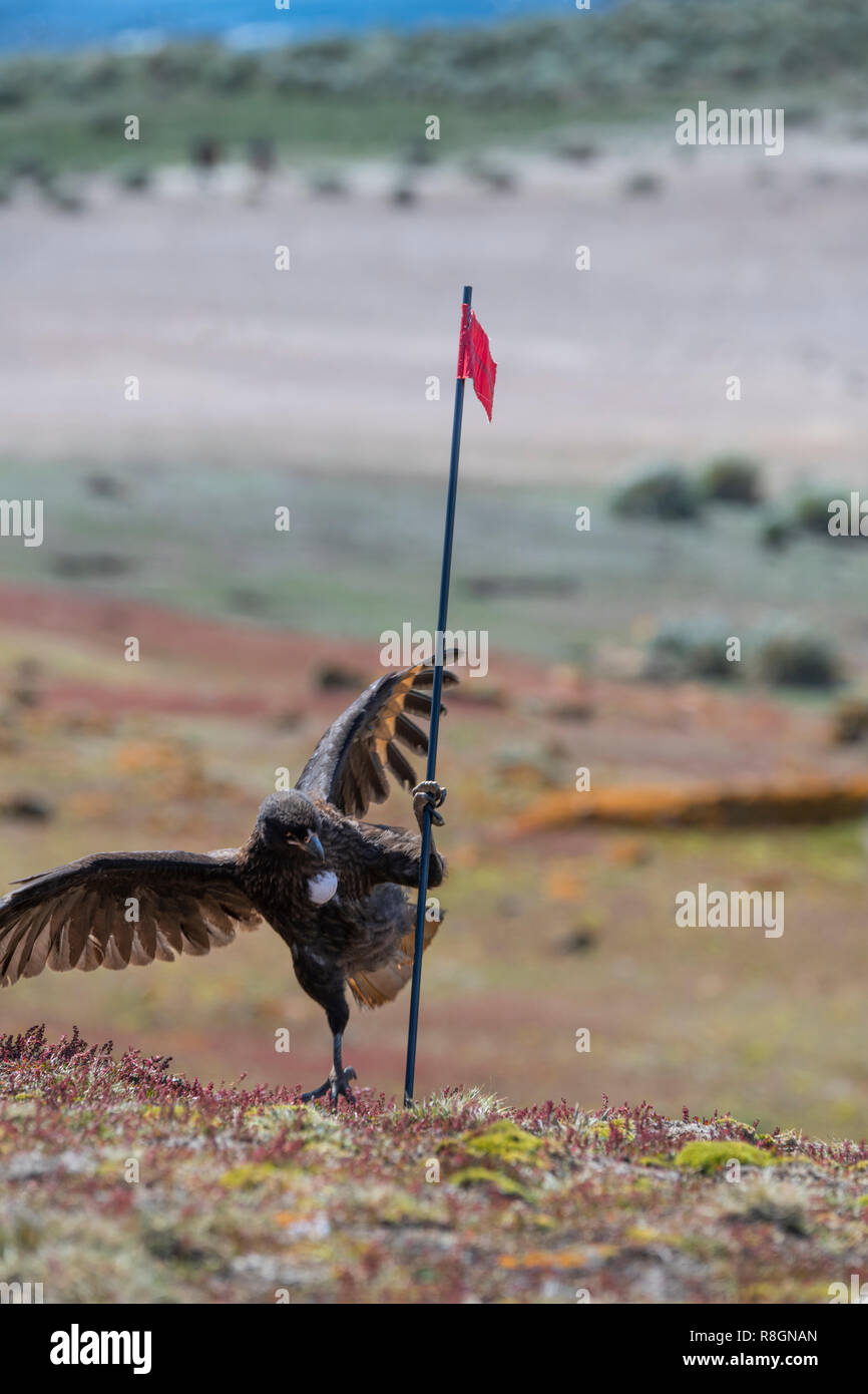 United Kingdom, Falkland Islands, West Falklands, Jason Islands ...