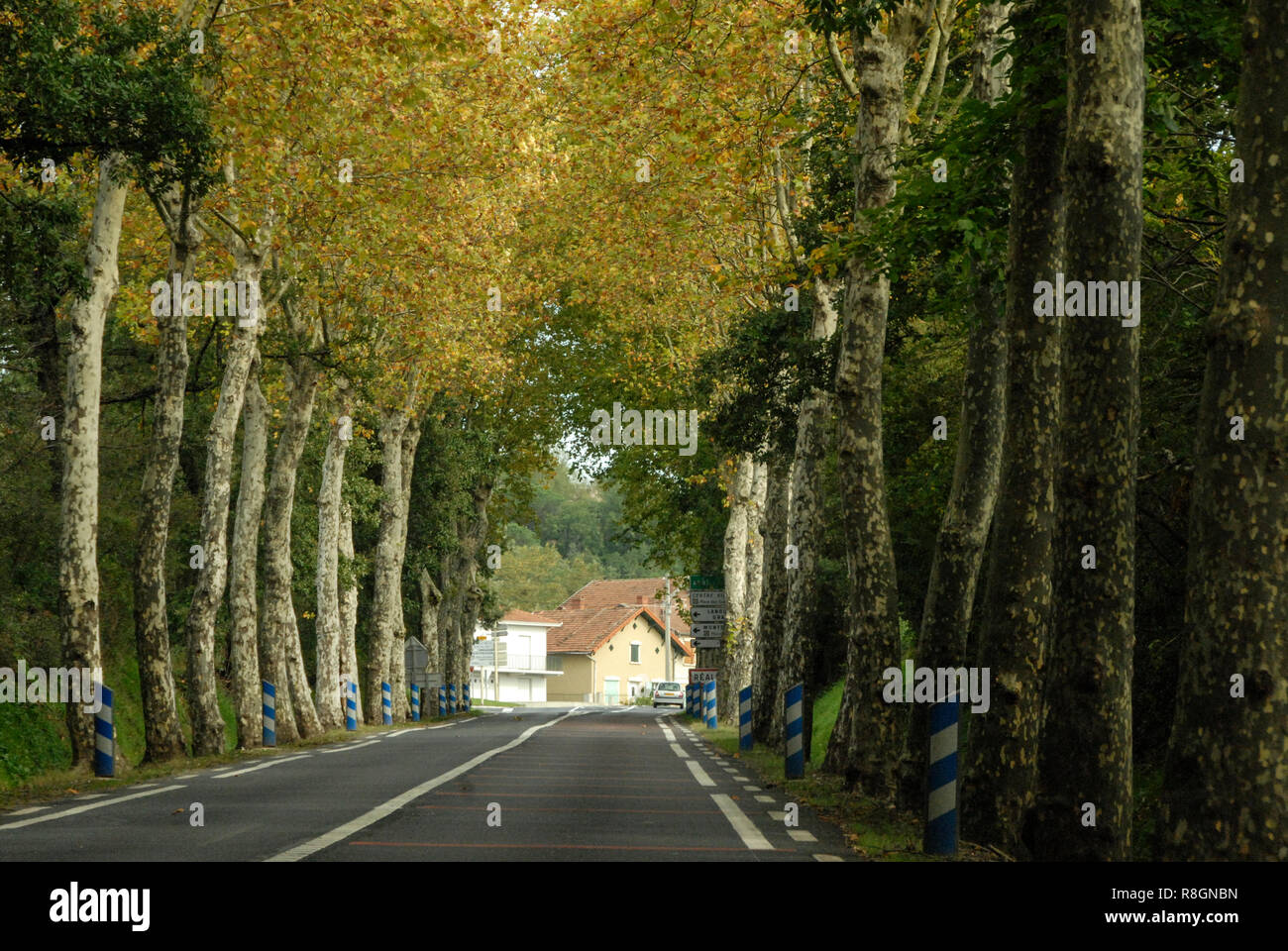 Tree-lined road in autumn colours Stock Photo - Alamy