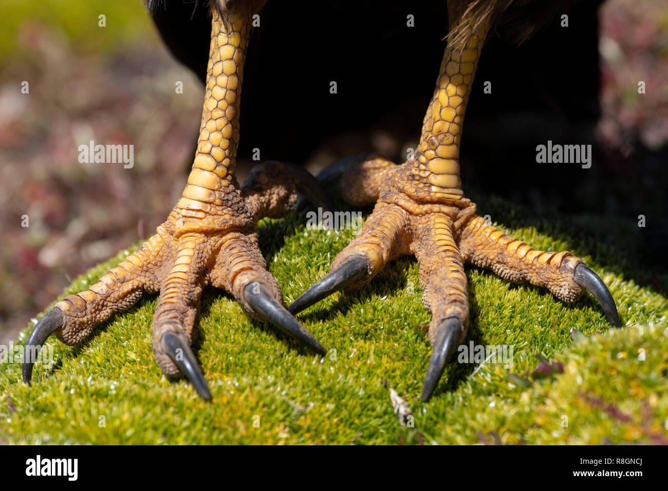 United Kingdom, Falkland Islands, West Falklands, Jason Islands ...