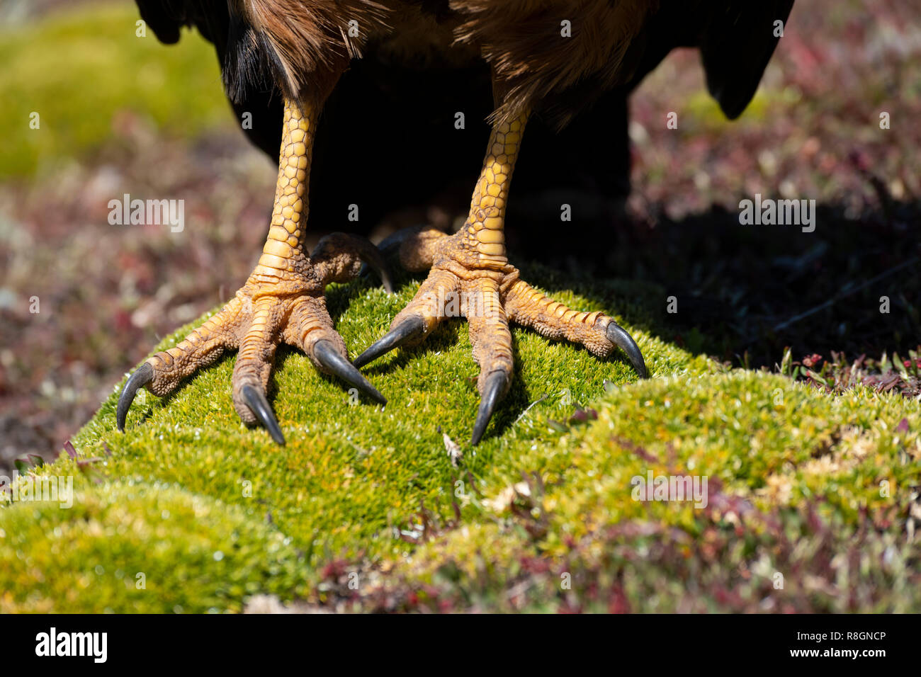 United Kingdom, Falkland Islands, West Falklands, Jason Islands ...