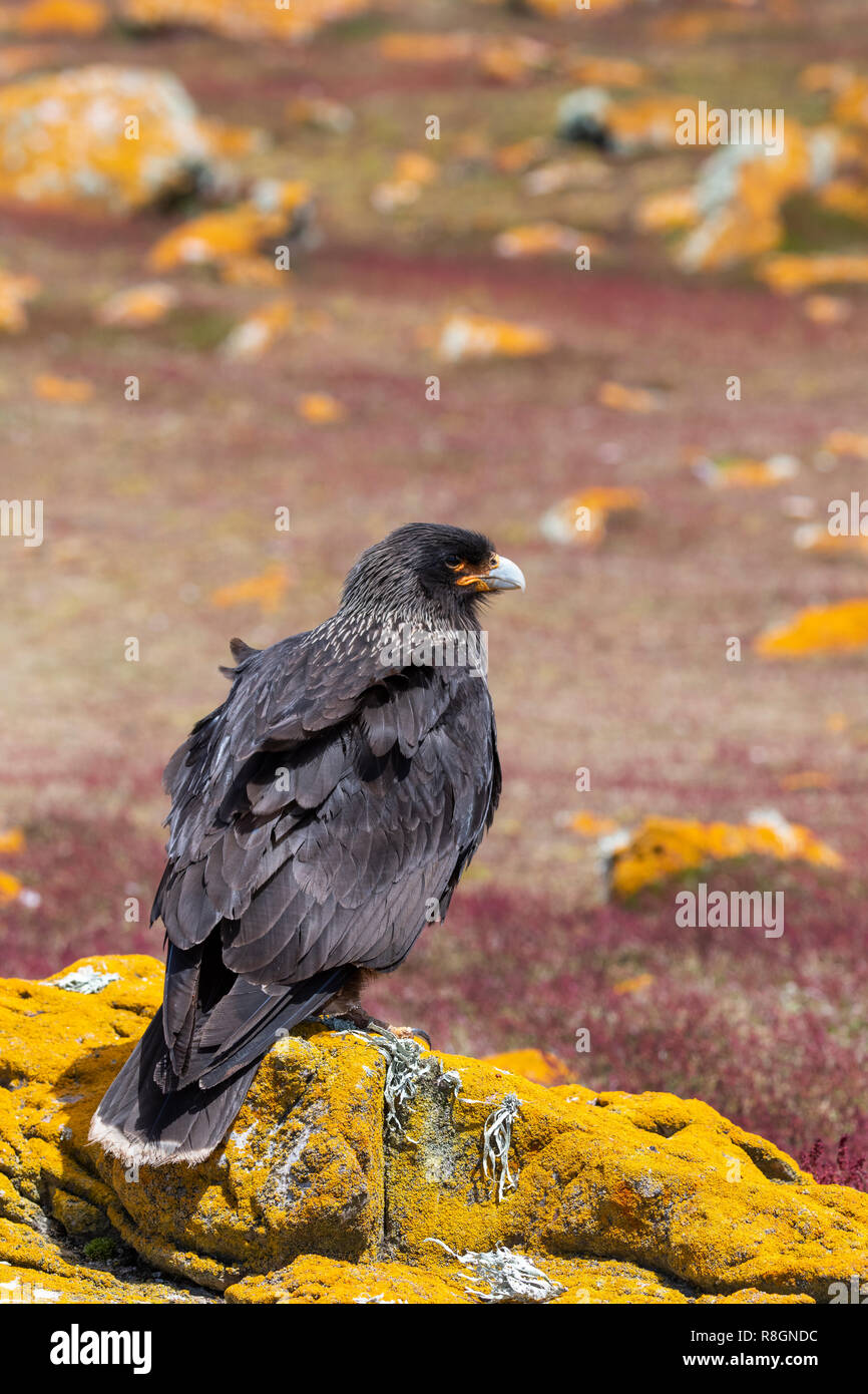 United Kingdom, Falkland Islands, West Falklands, Jason Islands ...