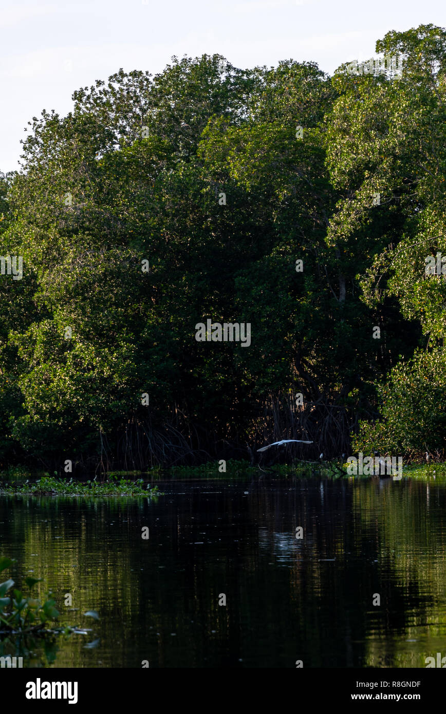 view of Guatemalan river Stock Photo - Alamy