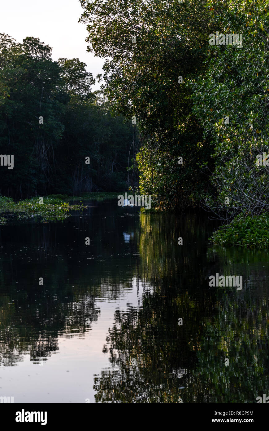 view of Guatemalan river Stock Photo - Alamy
