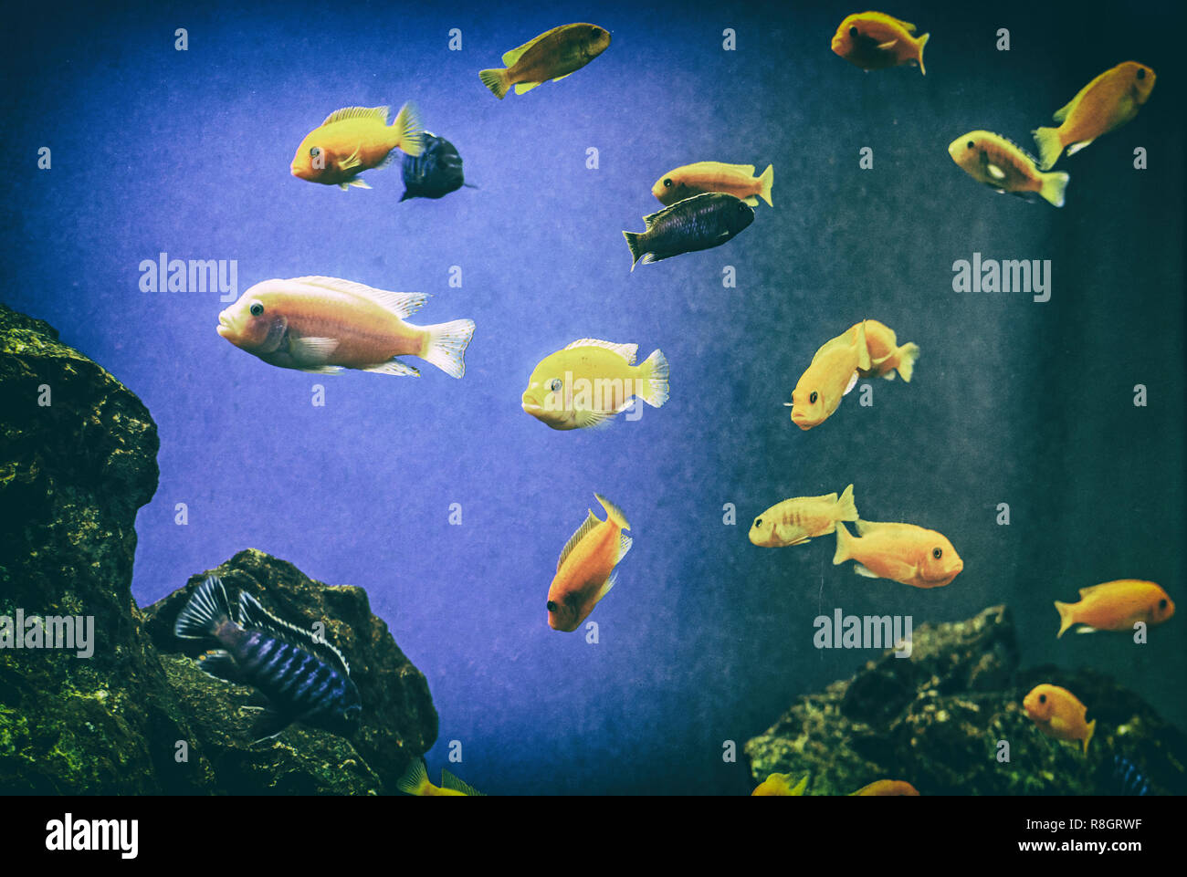 Orange fish under water. Sea natural scene. Beauty in nature. Analog ...