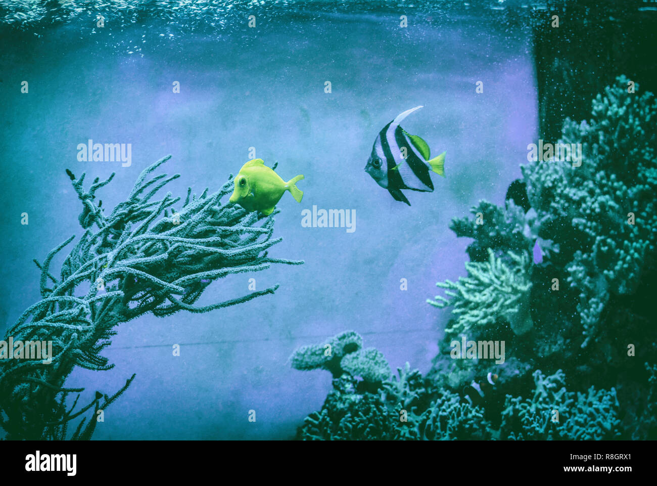 Blue and yellow fish under water. Sea natural scene. Beauty in nature ...