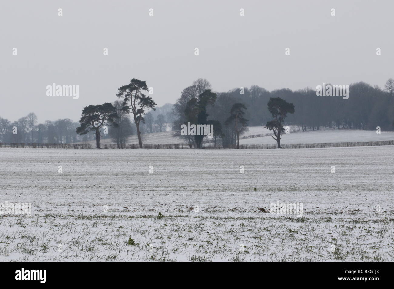 Field in snow farming Stock Photo - Alamy