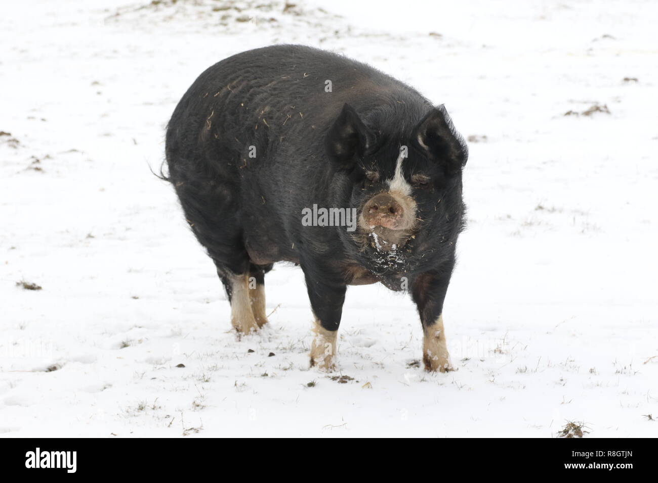 Berkshire pig hi-res stock photography and images - Alamy