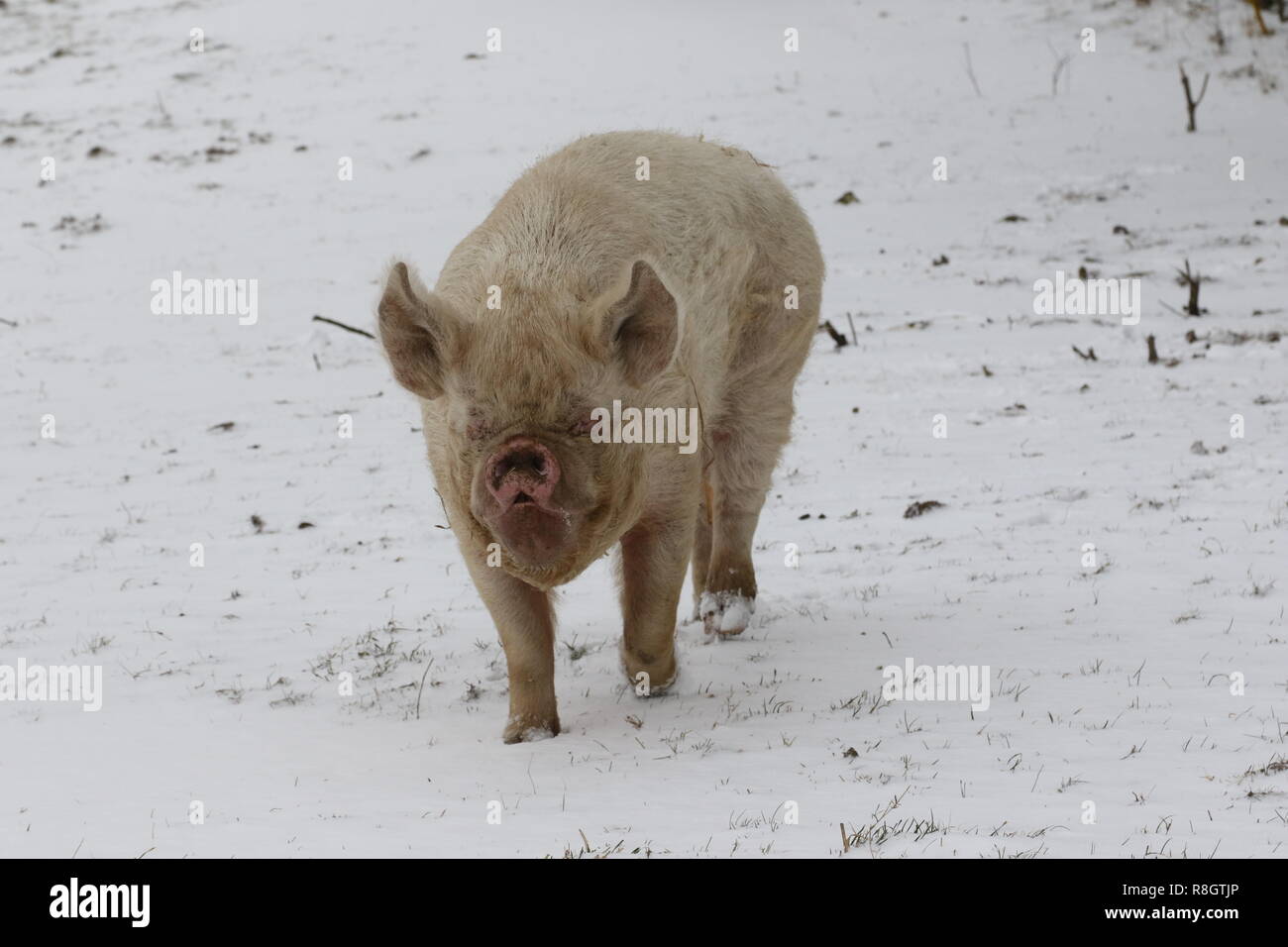 Middle white hi-res stock photography and images - Alamy