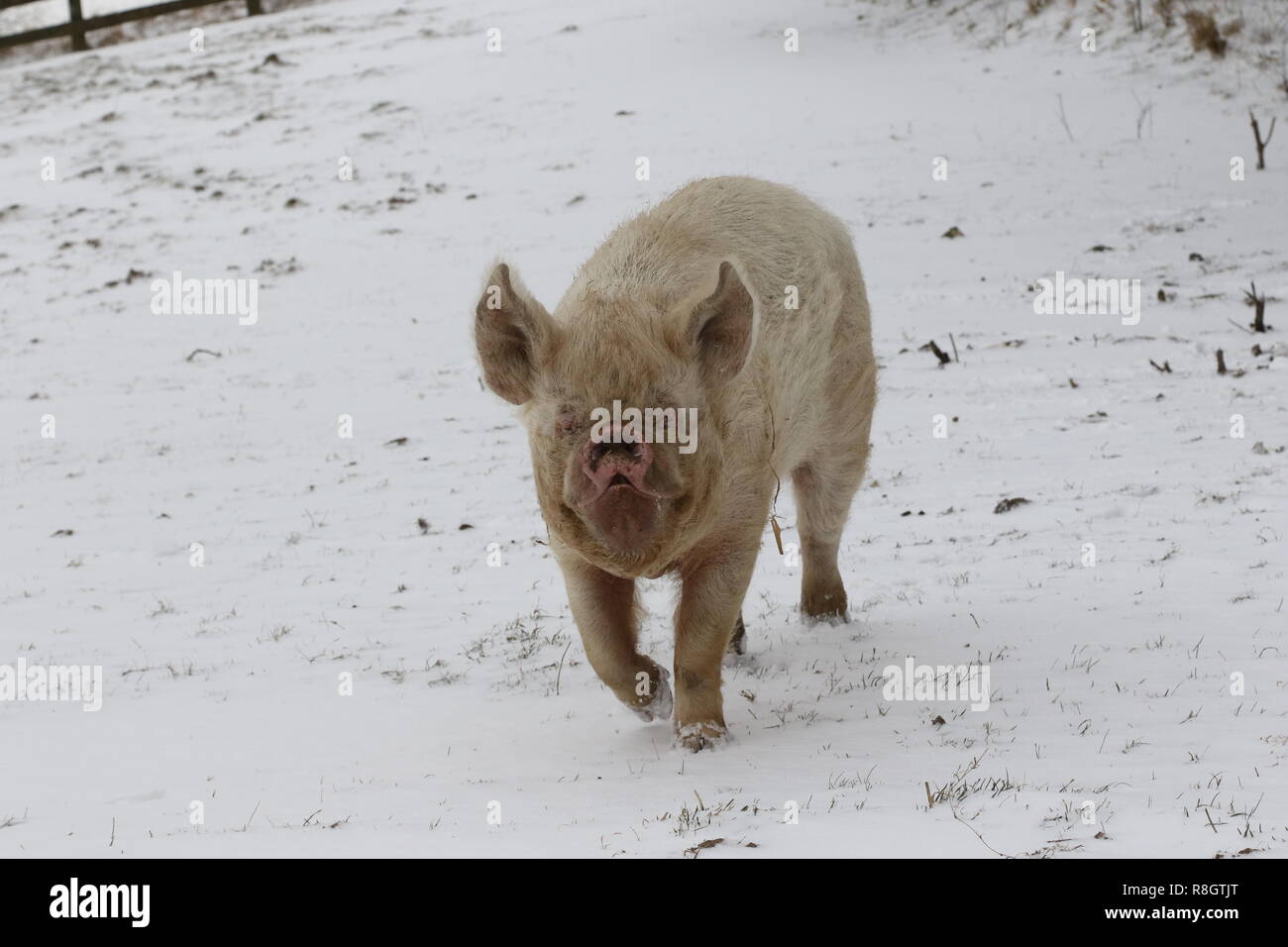 Middle White Pig Stock Photo - Alamy