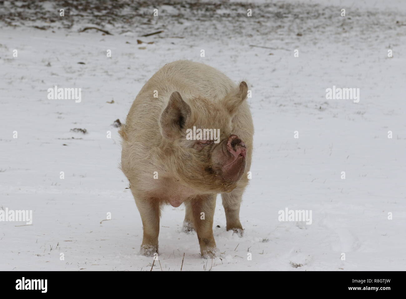 Middle white hi-res stock photography and images - Alamy