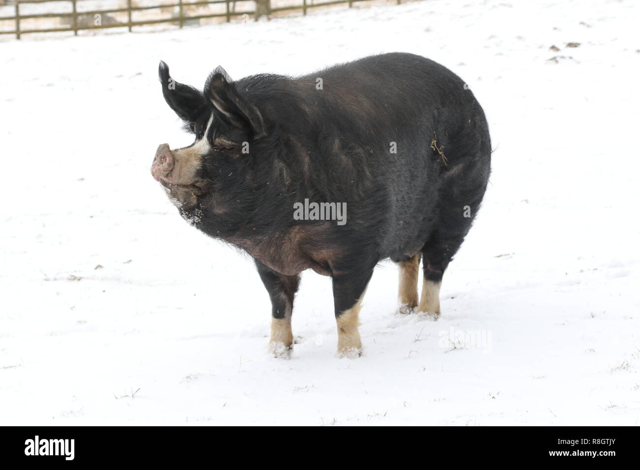 Berkshire pig hi-res stock photography and images - Alamy