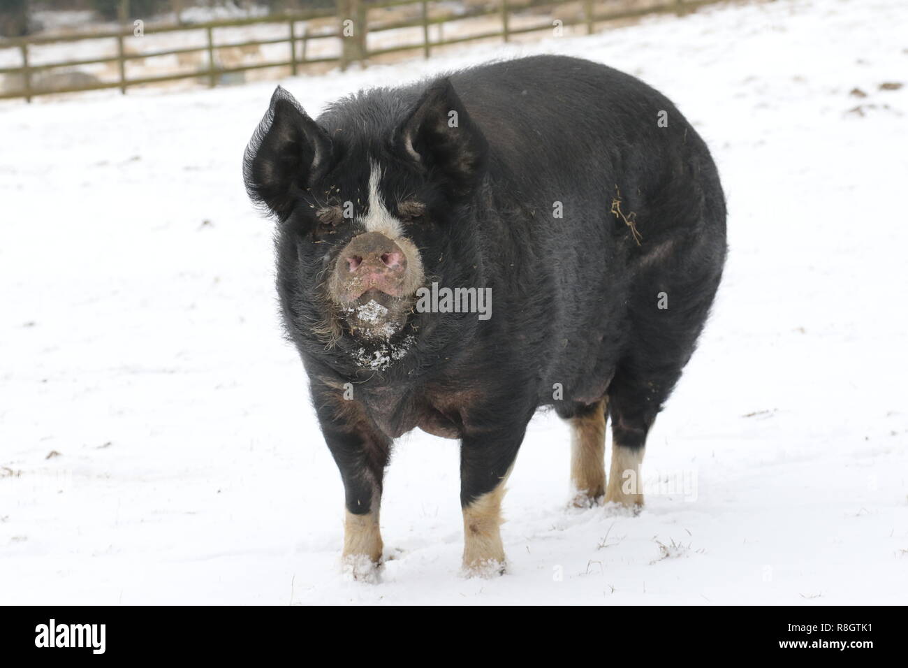 Berkshire pig hi-res stock photography and images - Alamy
