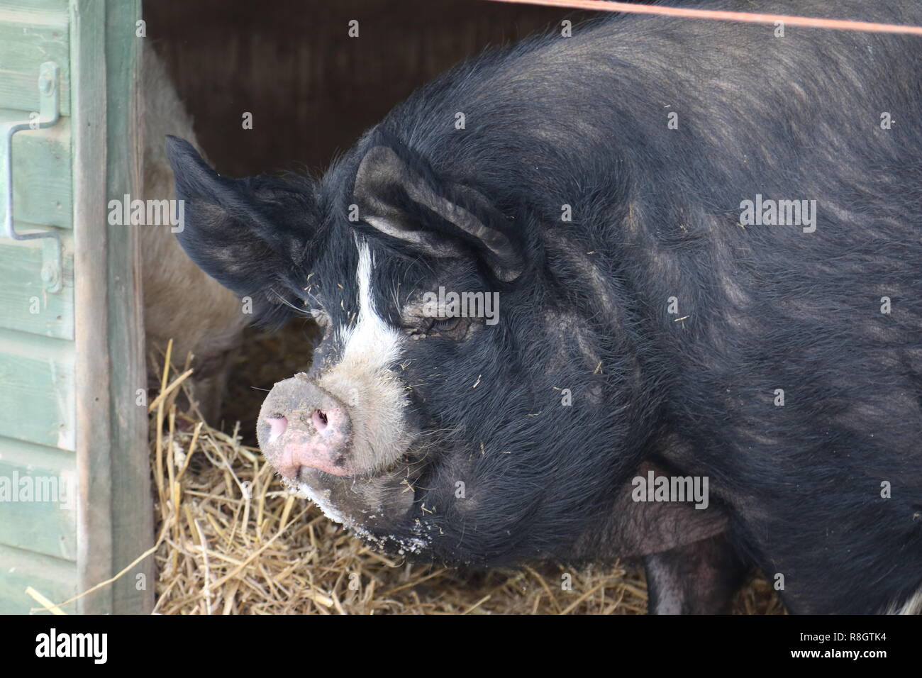 Berkshire pig hi-res stock photography and images - Alamy