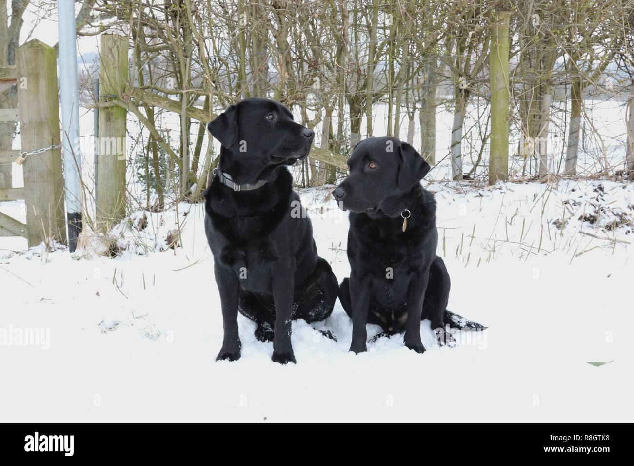 Labour working snow Stock Photo - Alamy