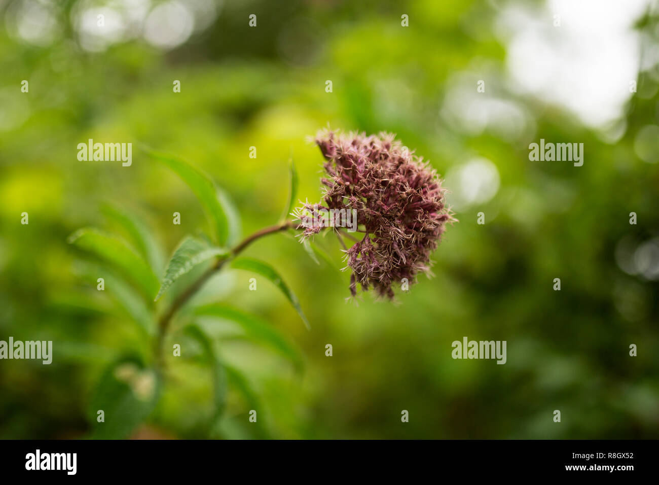 Eupatorium fortunei, a flowering plant in the family Asteraceae. Native ...