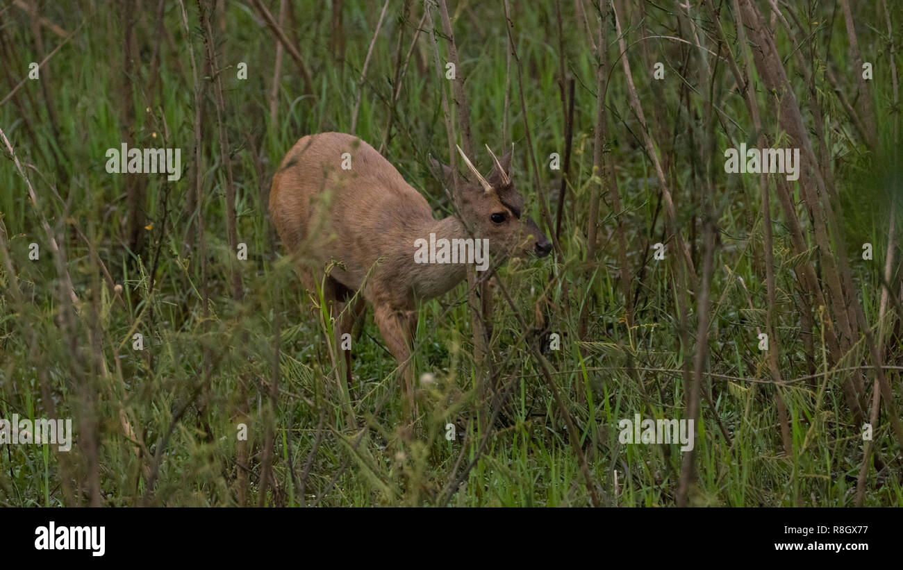 Gray brocket deer mazama gouazoubira hi-res stock photography and ...