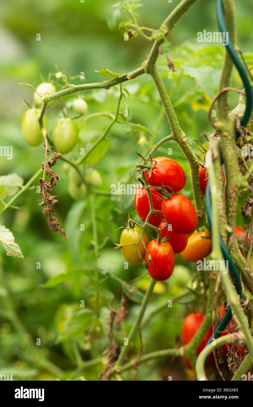 Grape tomatoes growing on a vine in a community garden Stock Photo - Alamy