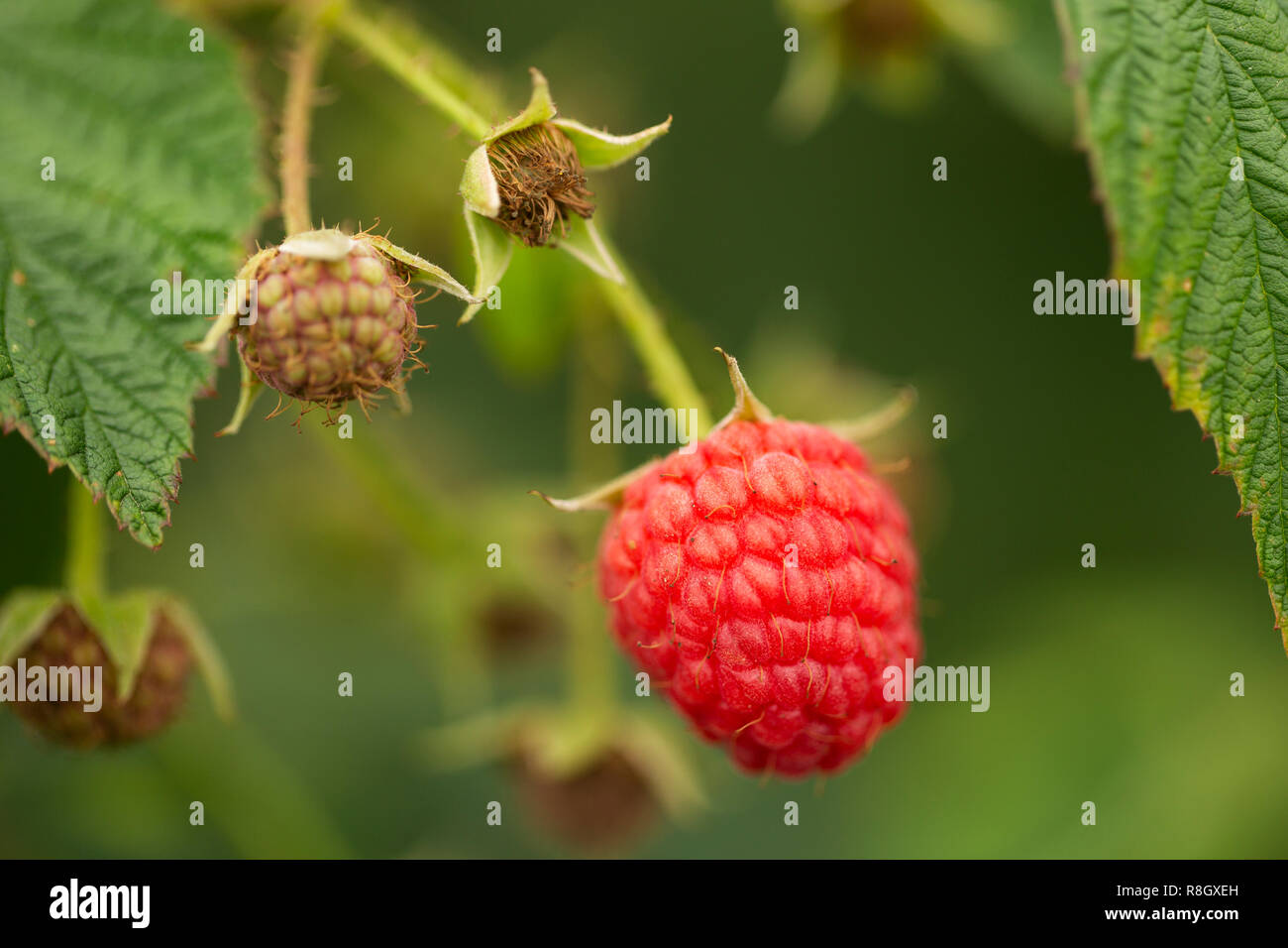 Rubus idaeus hi-res stock photography and images - Alamy
