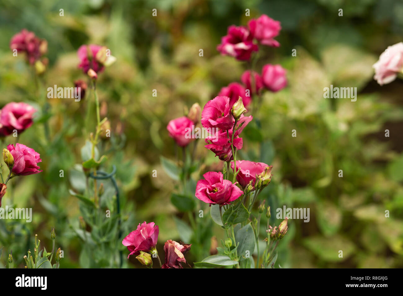 Prairie gentian hi-res stock photography and images - Alamy