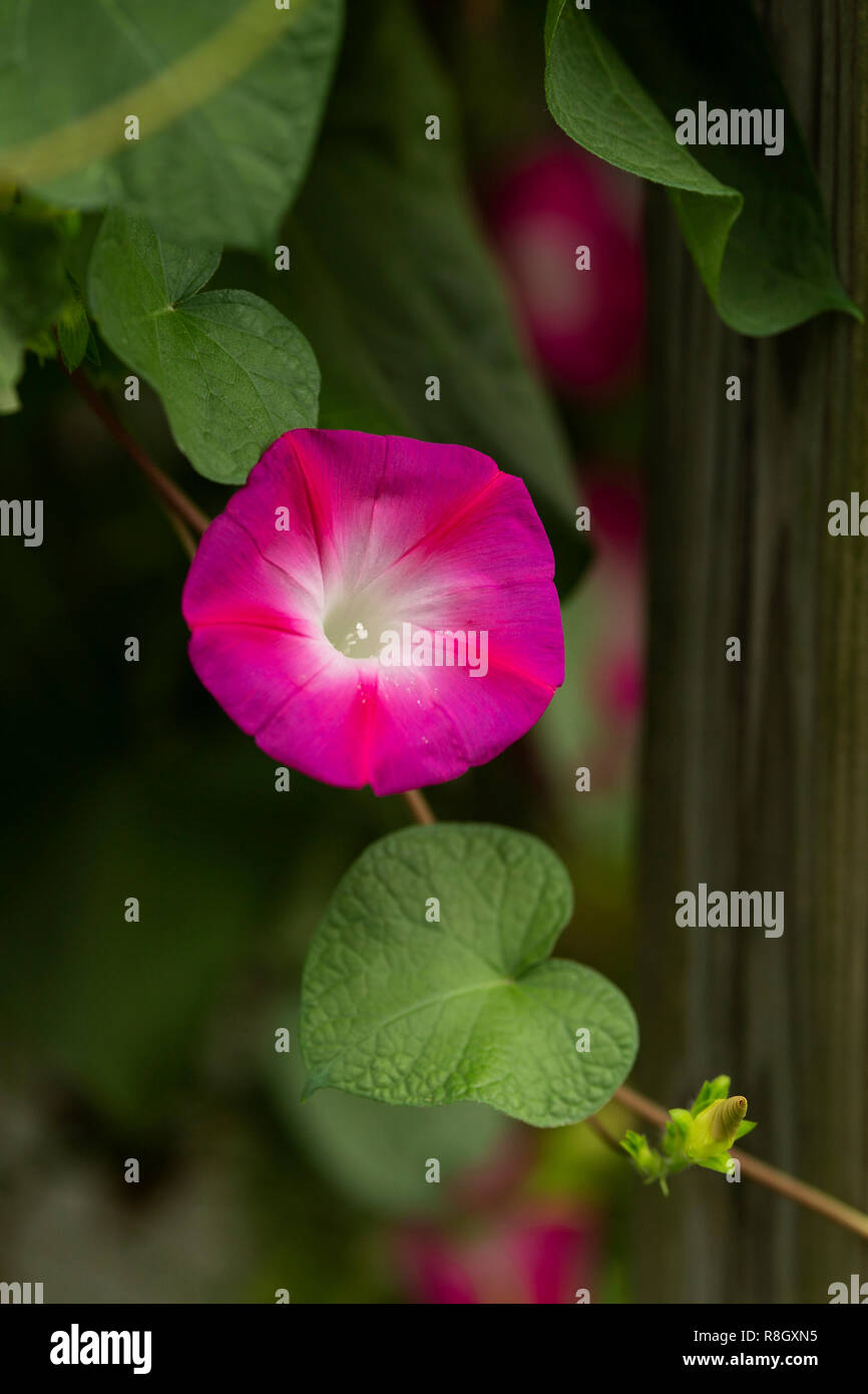 Morning glory ipomoea hi-res stock photography and images - Alamy