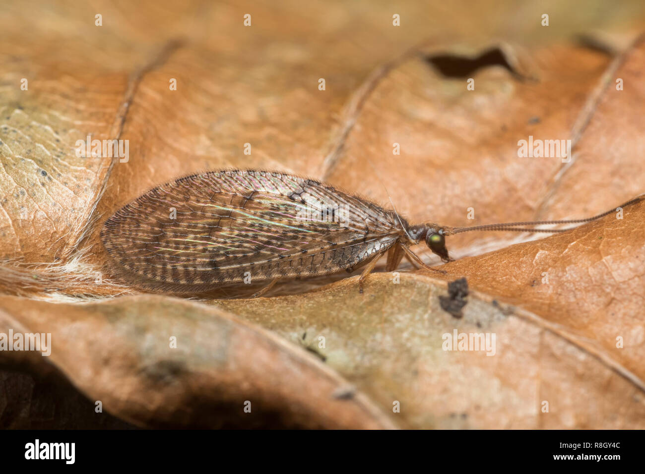 Leaf litter creatures hi-res stock photography and images - Alamy