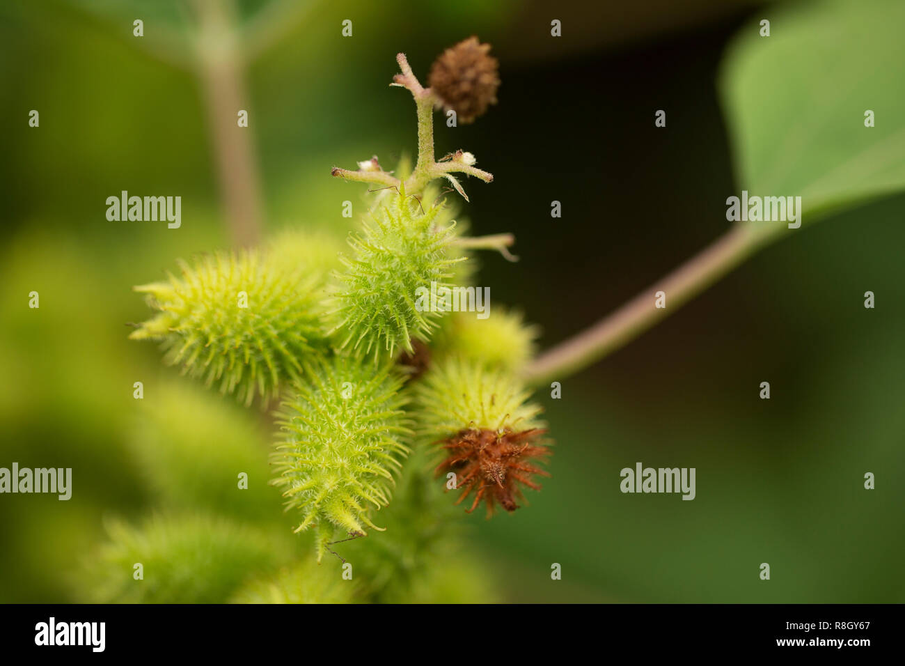 Xanthium strumarium hi-res stock photography and images - Alamy